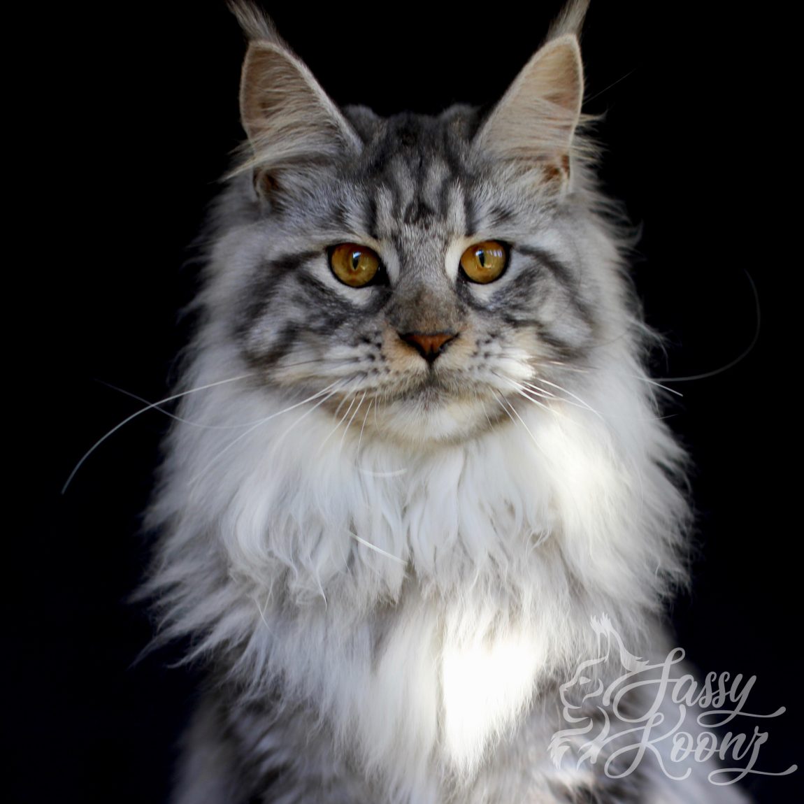 European Maine Coon | Russian Maine Coon Kittens