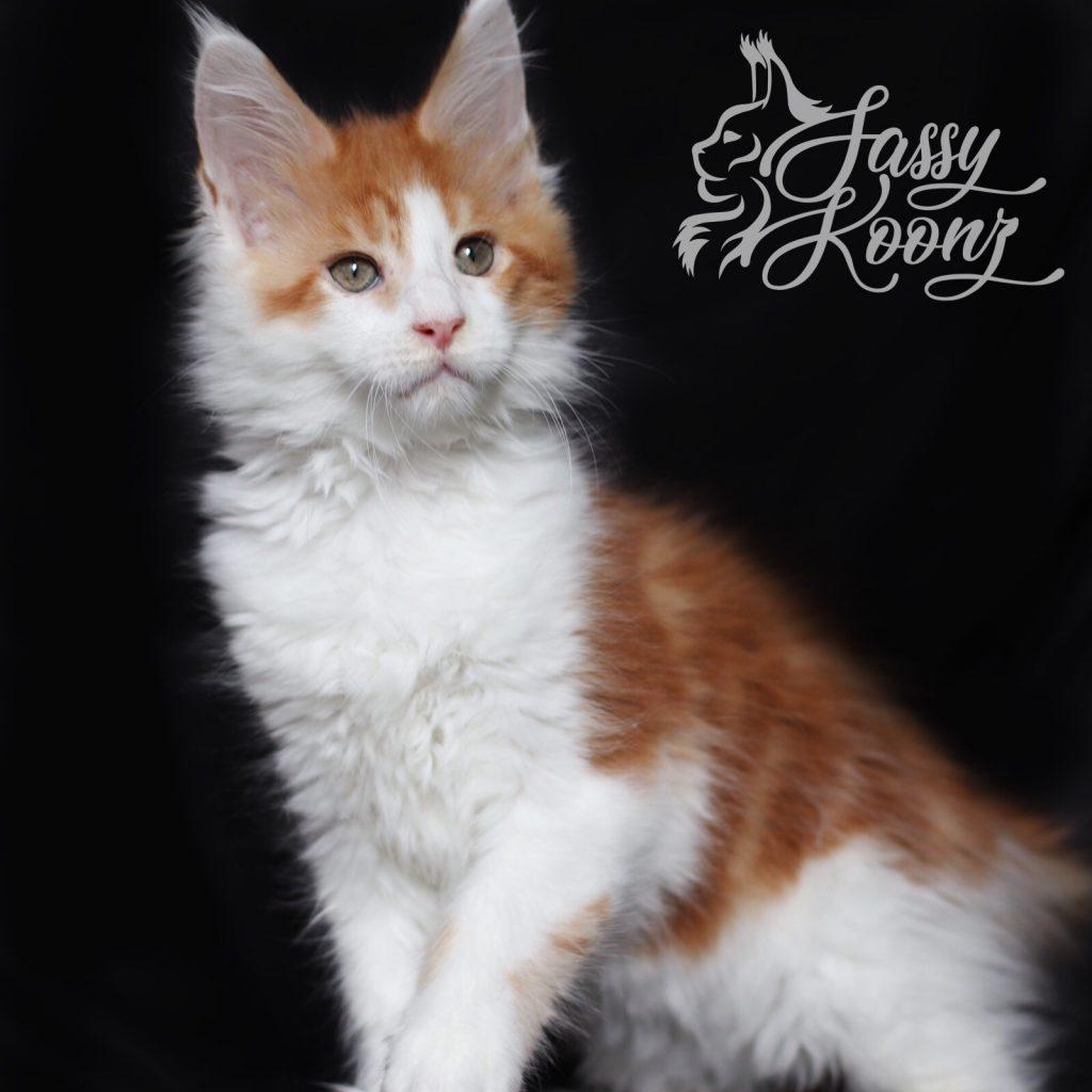Maine Coon Colors And Patterns Full Color Photographs