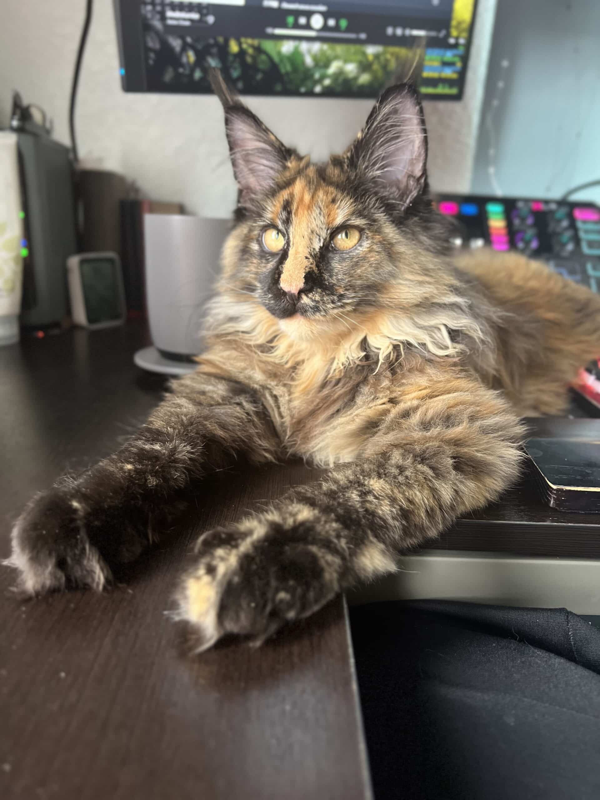 Sassy Koonz Has Impeccable Communication