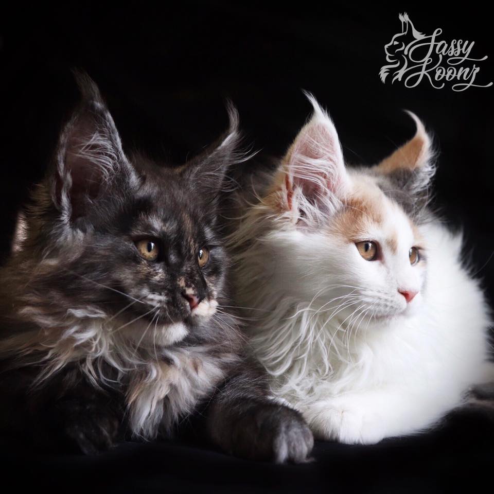 Find Out Why Two Maine Coon Kittens Are Better Than One