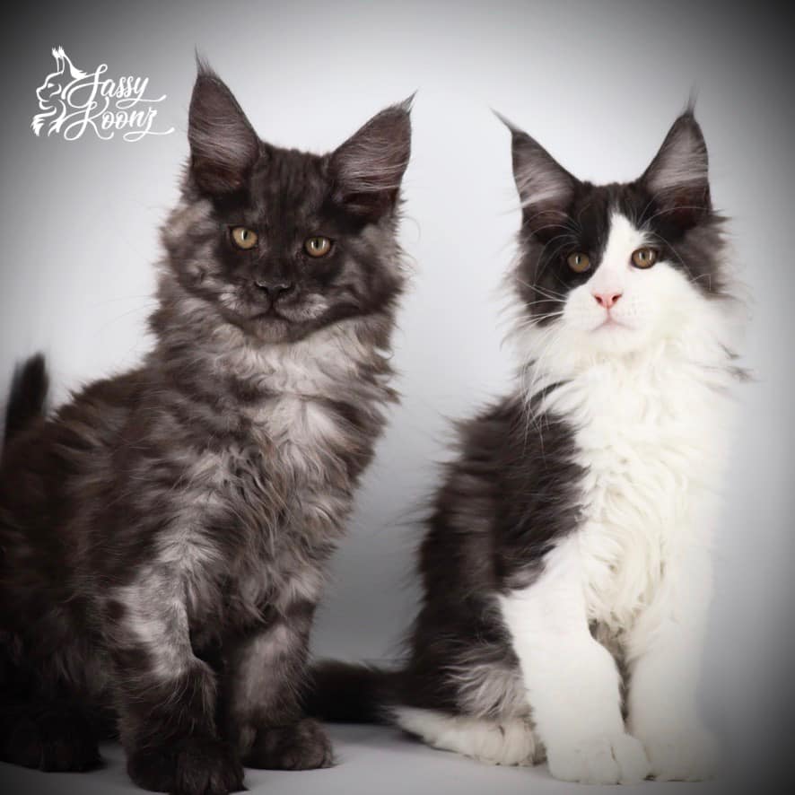 Find Out Why Two Maine Coon Kittens Are Better Than One