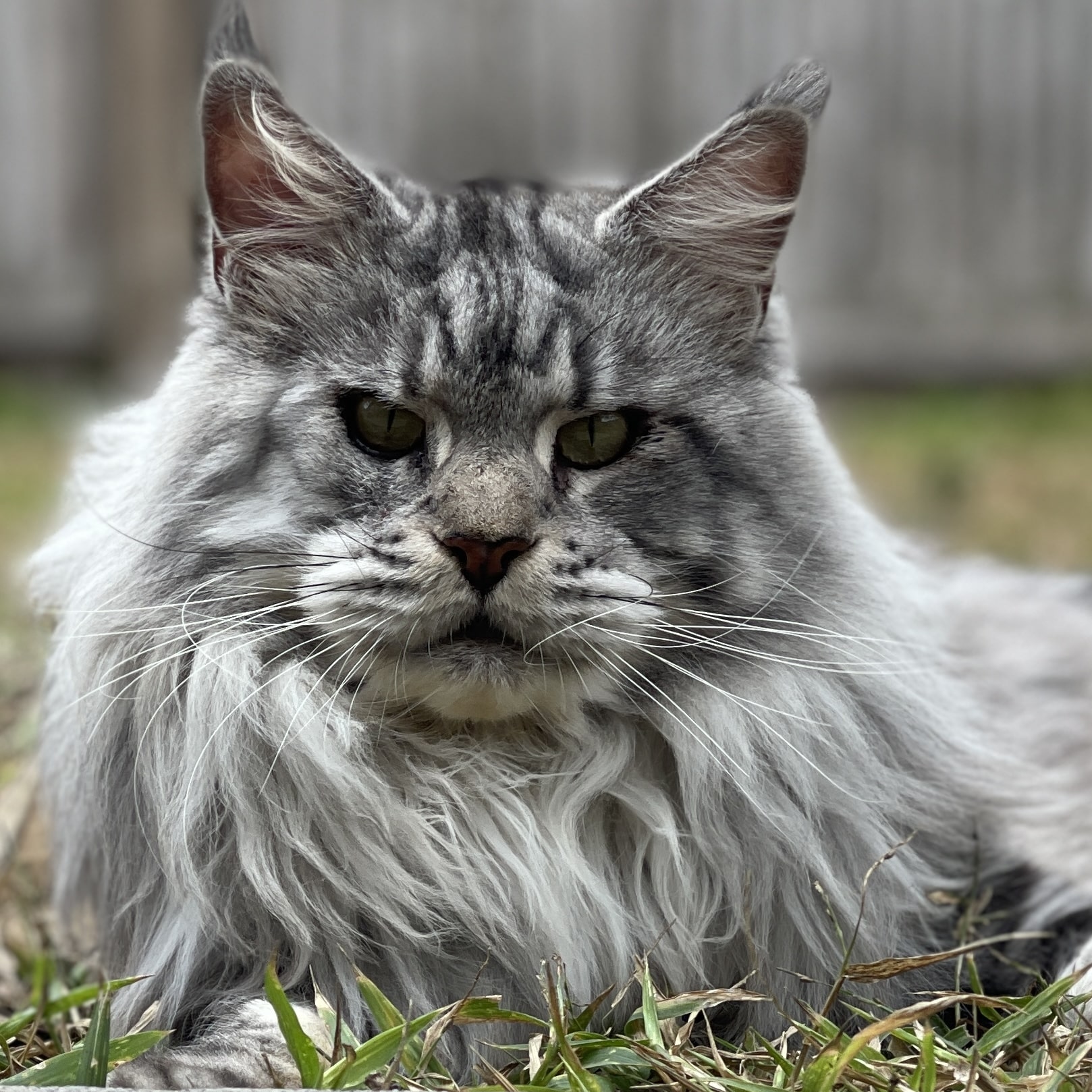The Truth About HCM in Maine Coon Cats