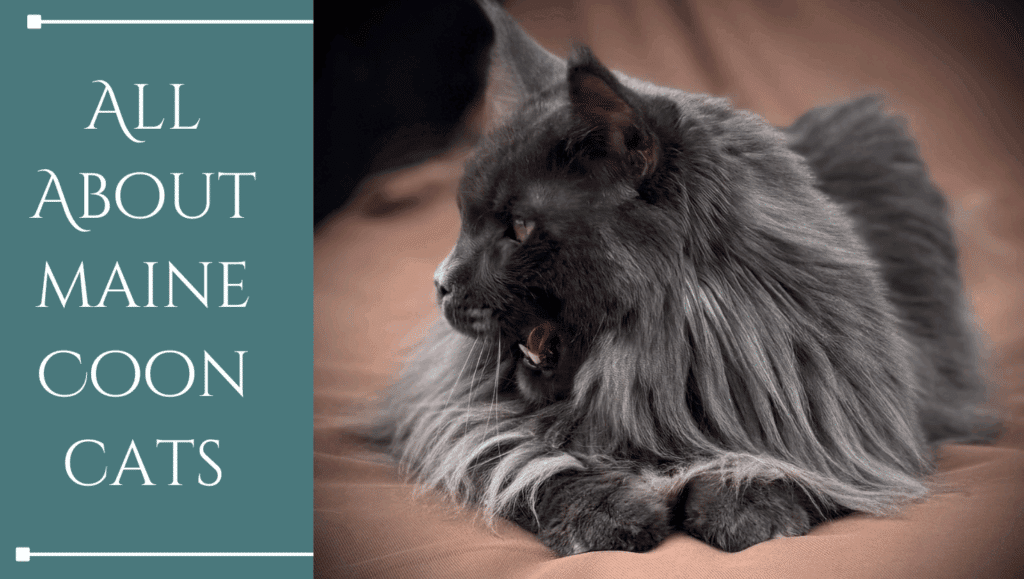 The Magical World of Maine Coon Cats: Everything You Need